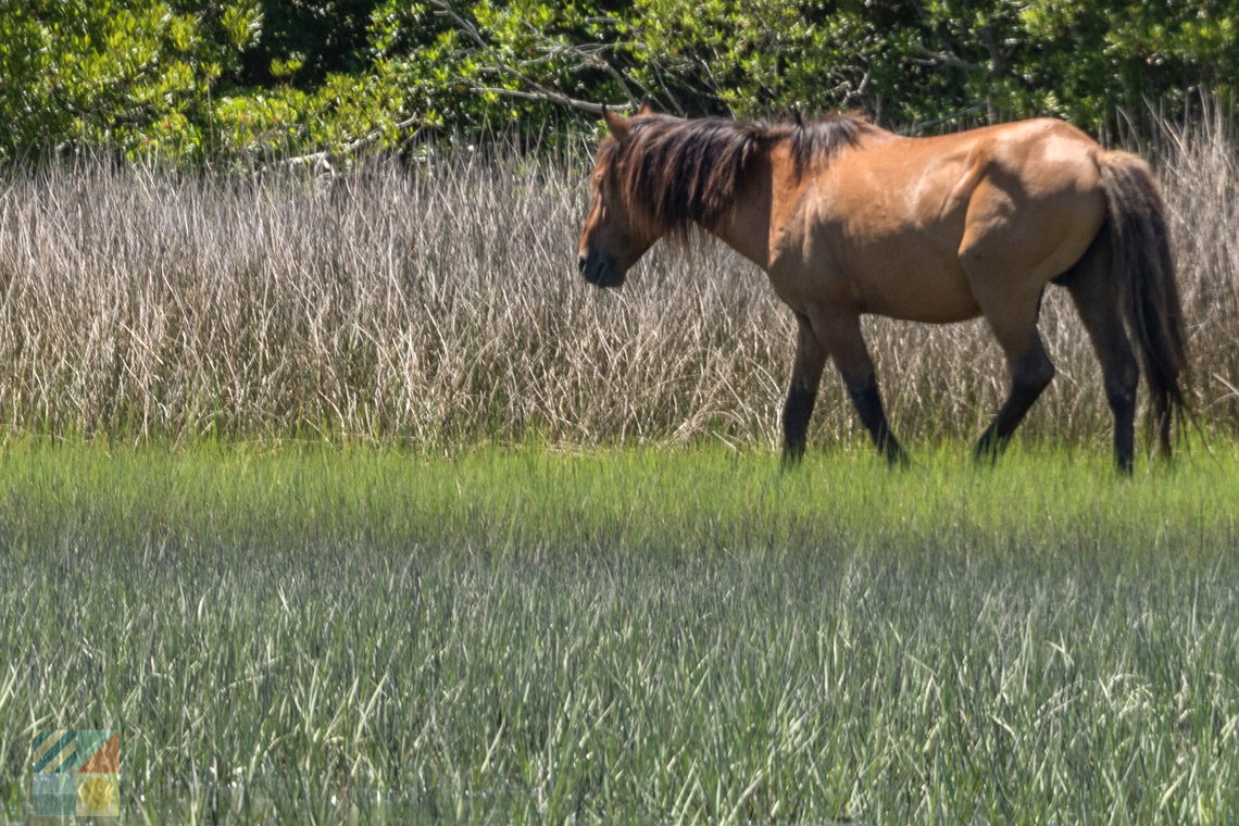 Rachel Carson Reserve - CrystalCoast.com